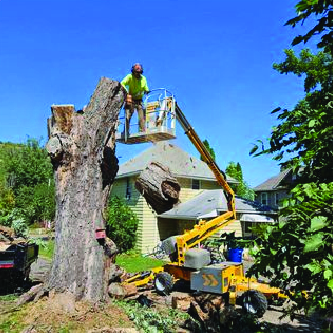 Gallery – RED WING TREES